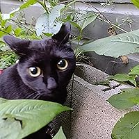 Goddess: Myths of the Female Divine by David A. Leeming | Goodreads