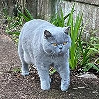 Cave in the Snow by Vicki Mackenzie | Goodreads