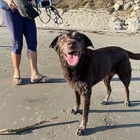 Symptomatic by Danzy Senna | Goodreads