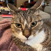 Freedom Feminism: Its Surprising History and Why It Matters Today by ...