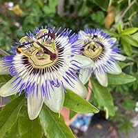 Oroppa by Safae el Khannoussi | Goodreads