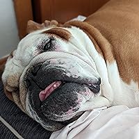 Immortal Muse by Stephen Leigh | Goodreads