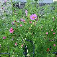 The Shadow Club Rising (Shadow Club, #2) by Neal Shusterman | Goodreads