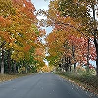 Six Scorched Roses (Crowns of Nyaxia, #1.5) by Carissa Broadbent ...