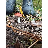 Solimar: The Sword of the Monarchs by Pam Muñoz Ryan | Goodreads