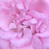 A Mouse Called Wolf by Dick King-Smith | Goodreads