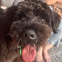 Robodog by David Walliams | Goodreads