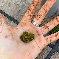 Daughter of the Drow (Starlight & Shadows #1) by Elaine Cunningham ...