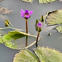 Permanente ink by Carina Diedericks-Hugo | Goodreads