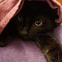 Inside Perron Manor: Investigating Britain's Most Haunted House by Lee ...