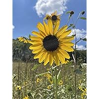 The Evil Moon by R.L. Stine | Goodreads