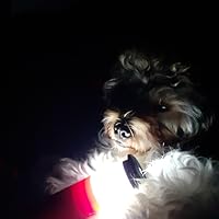 The Boy Who Fooled the World by Lisa Thompson | Goodreads