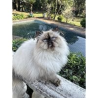 Scorned Prince (Ringdweller #1) by Brady Hunsaker | Goodreads