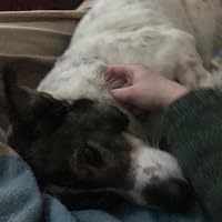 Mimus by Lilli Thal | Goodreads