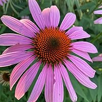 Jon for Short by Malorie Blackman | Goodreads