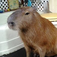 Imaginaria by Kristopher Rodas | Goodreads