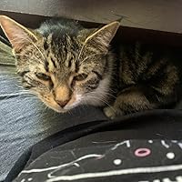 The Thousand Crimes of Ming Tsu by Tom Lin | Goodreads