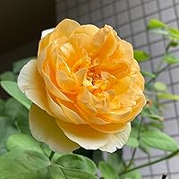 The 100-Year Life: Living and Working in an Age of Longevity by Lynda ...