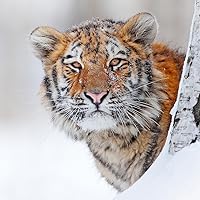 Road Through Time: The Story of Humanity on the Move by Mary Soderstrom ...