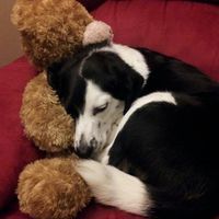 Shadow Children Complete Set, Books 1-7: Among the Hidden, Among the ...