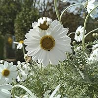 How to Read a Tree: Clues and Patterns from Bark to Leaves by Tristan ...