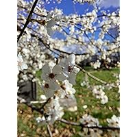 The Maiden by Kate Foster | Goodreads