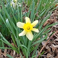 Dupes: How America's Adversaries Have Manipulated Progressives for a ...