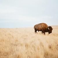 Runaway (Wings of Fire: Winglets #4) by Tui T. Sutherland | Goodreads