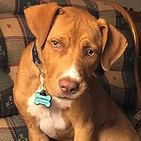 The Cat, The Devil, and Lee Fontana by Shirley Rousseau Murphy | Goodreads