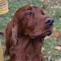 The Angel Tree by Daphne Benedis-Grab | Goodreads