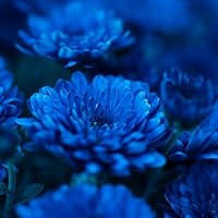 The Vampire Prince by Michelle Madow | Goodreads