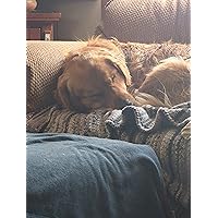 The Bitch in the House: 26 Women Tell the Truth About Sex, Solitude ...