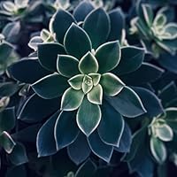 Fat Keily by Manjari | Goodreads