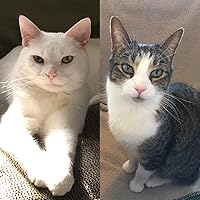 Chasing Secrets by Gennifer Choldenko | Goodreads