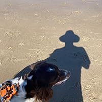 Hounded (Andy Carpenter, #12) by David Rosenfelt | Goodreads