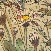 The Rowan Tree by Jean S. MacLeod | Goodreads