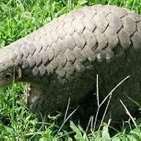 Egghead by Caroline Pignat | Goodreads