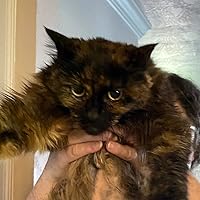 The Revolution of Little Girls by Blanche McCrary Boyd | Goodreads