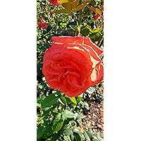 Destiny: Child of the Sky (Symphony of Ages, #3) by Elizabeth Haydon ...