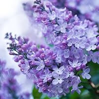 Infinity Alchemist (Infinity Alchemist, #1) by Kacen Callender | Goodreads