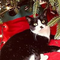 Not If I Can Help It (Scholastic Gold) by Carolyn Mackler | Goodreads