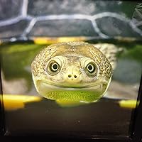 Alphas (Alphas, #1) by Lisi Harrison | Goodreads