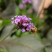 The Girl Who Fell to Earth by Sophia Al-Maria | Goodreads