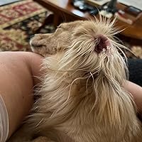 My Dream (Iron Fiends #6) by Winter Travers | Goodreads