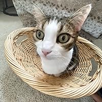 The Coquette by Hannah Webster Foster | Goodreads