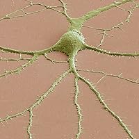 The Embodied Mind: Cognitive Science and Human Experience by Francisco ...