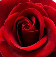 No Home for Killers by E.A. Aymar | Goodreads