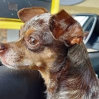 Doggone Dogs! by Karen Beaumont | Goodreads