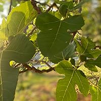 Red Moon Rising: How 24-7 Prayer Is Awakening a Generation by Pete ...