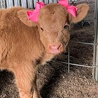 Between Two Moons by Aisha Abdel Gawad | Goodreads